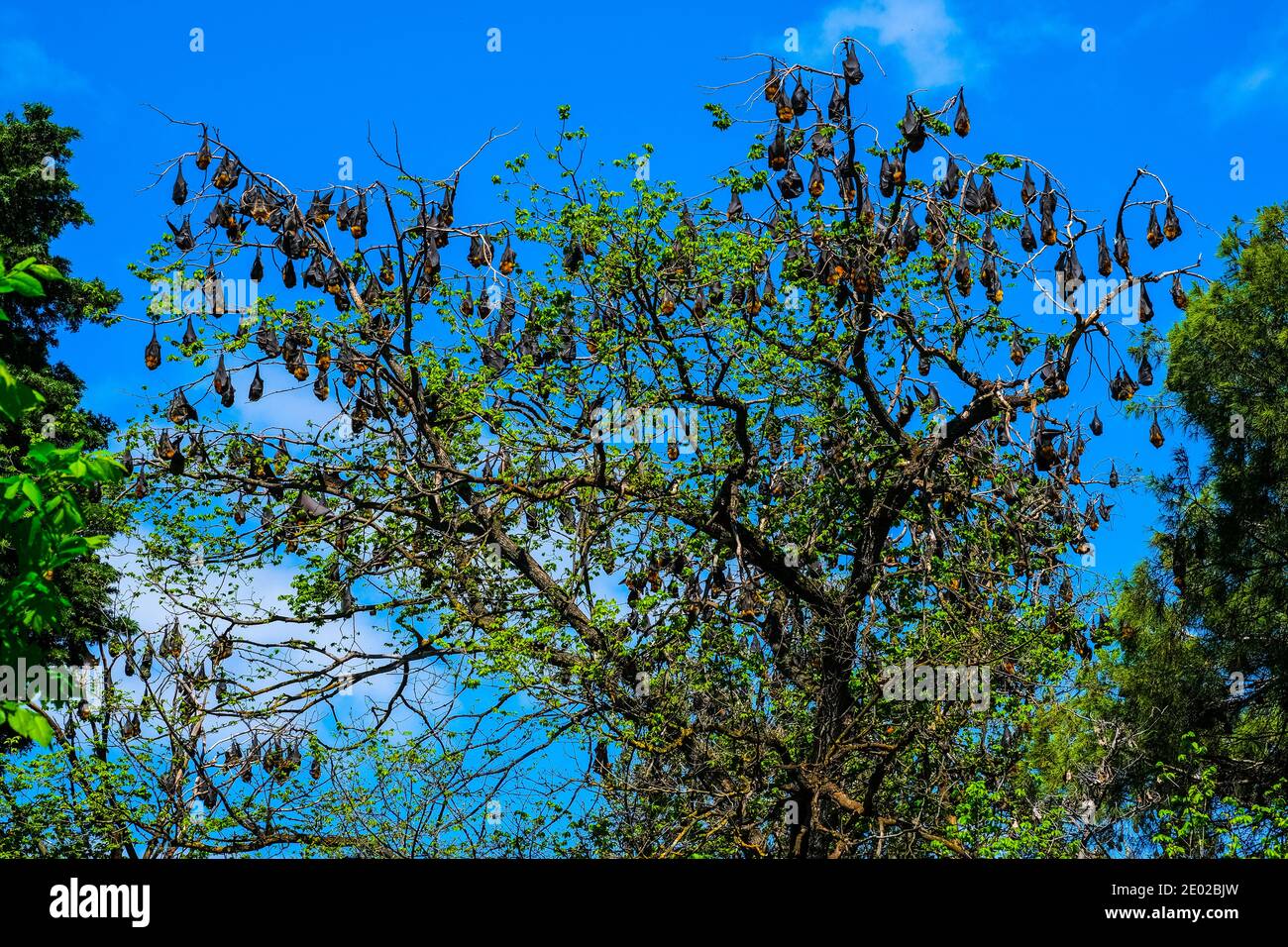 Flying foxes or bats hanging in a tree in Frome Park in the city area ...