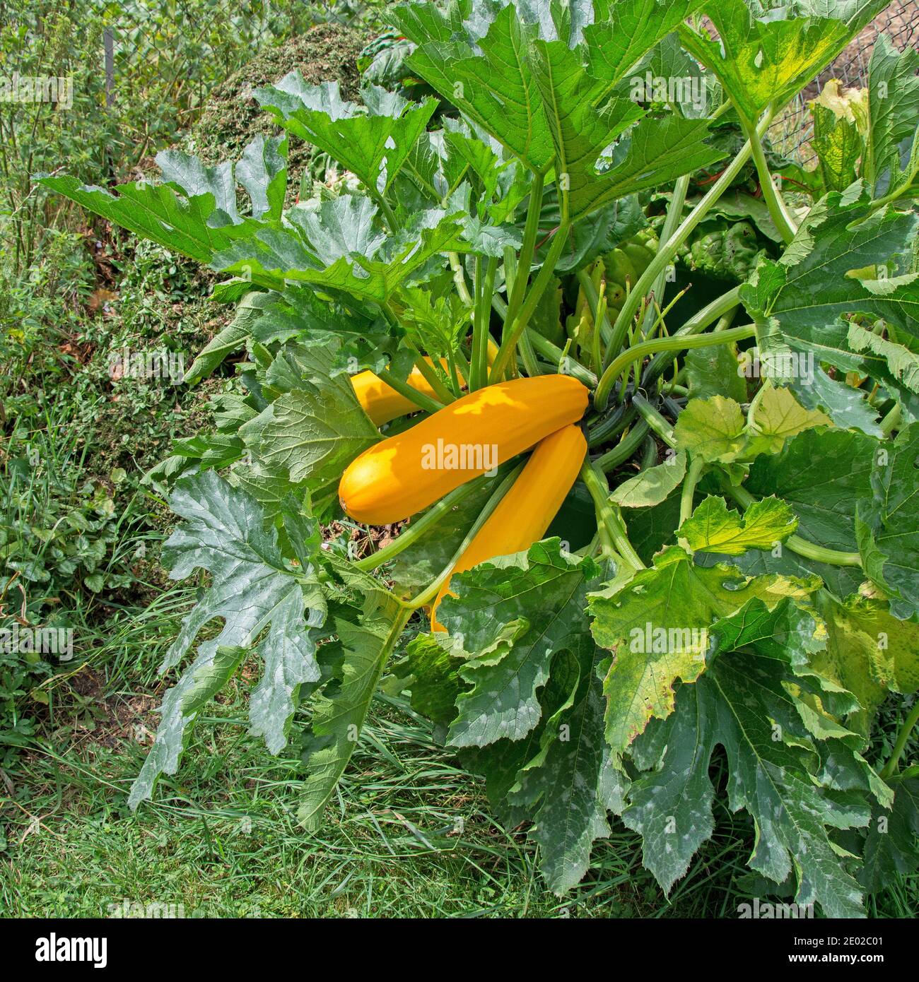 Ripe yellow zucchinis in hi-res stock photography and images - Alamy