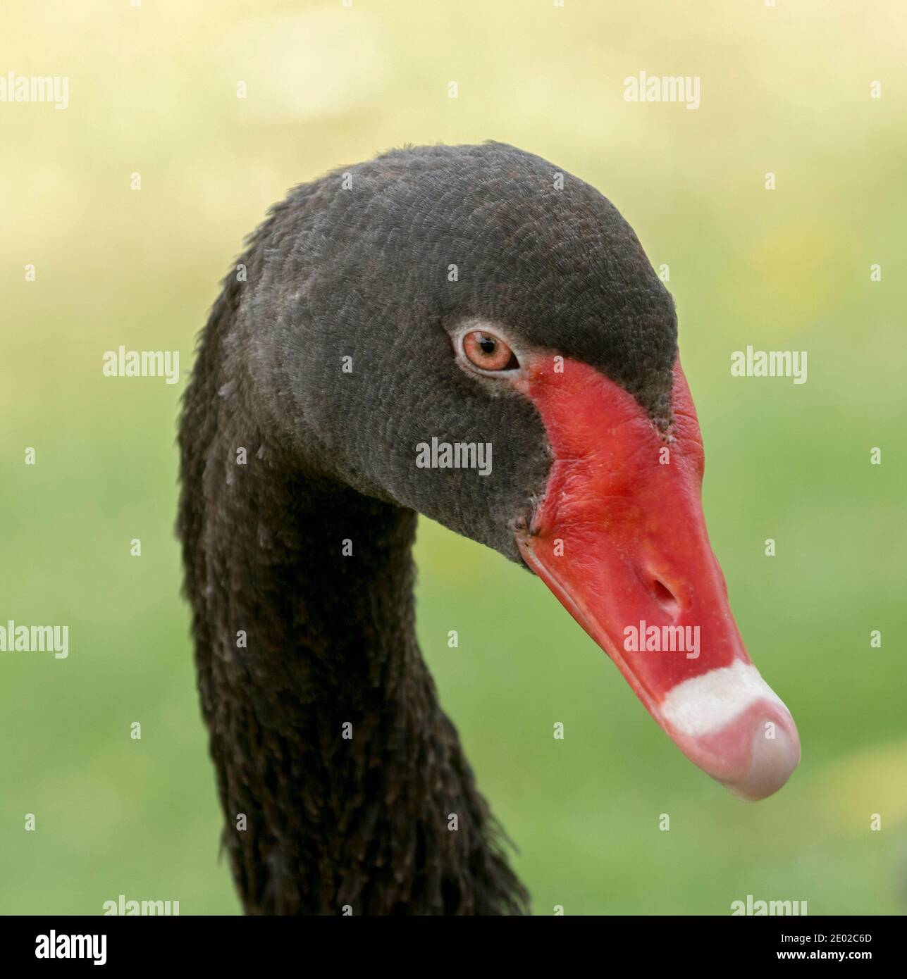 Australian Black Swan