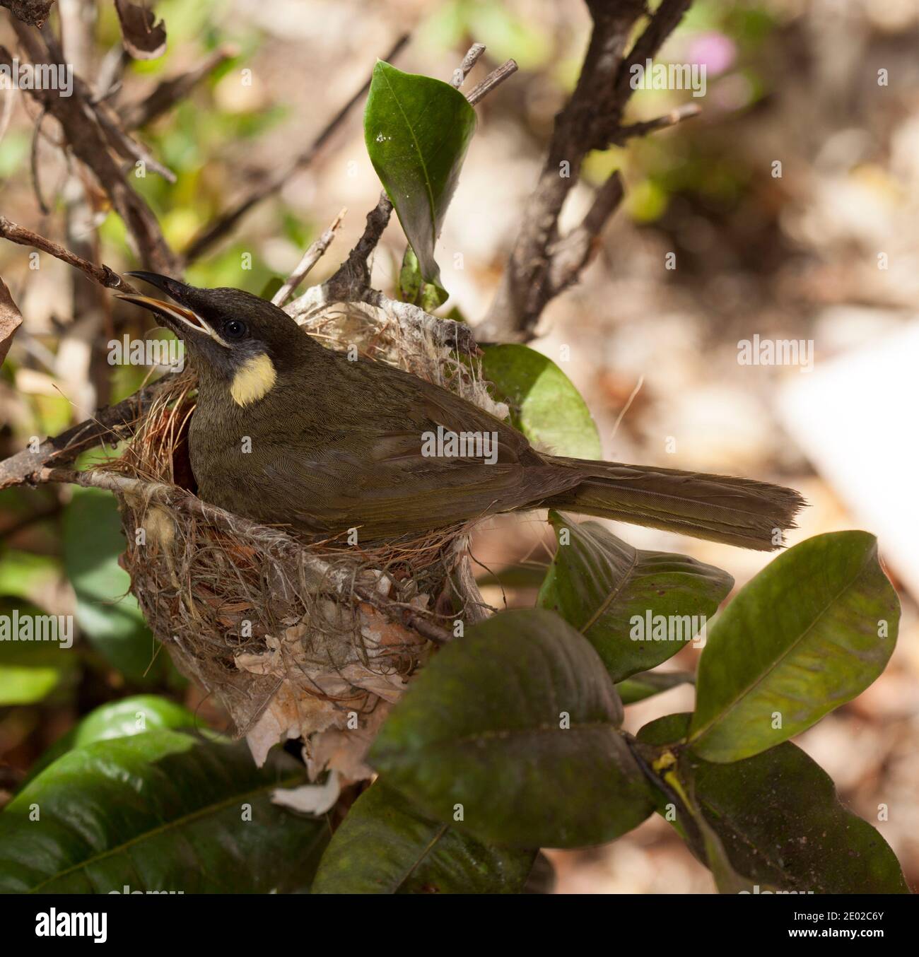 Australian bird nest hi-res stock photography and images - Alamy