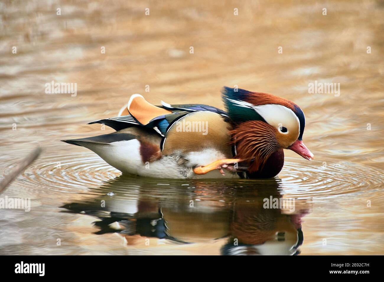 Mandarin duck in a lake hi-res stock photography and images - Alamy