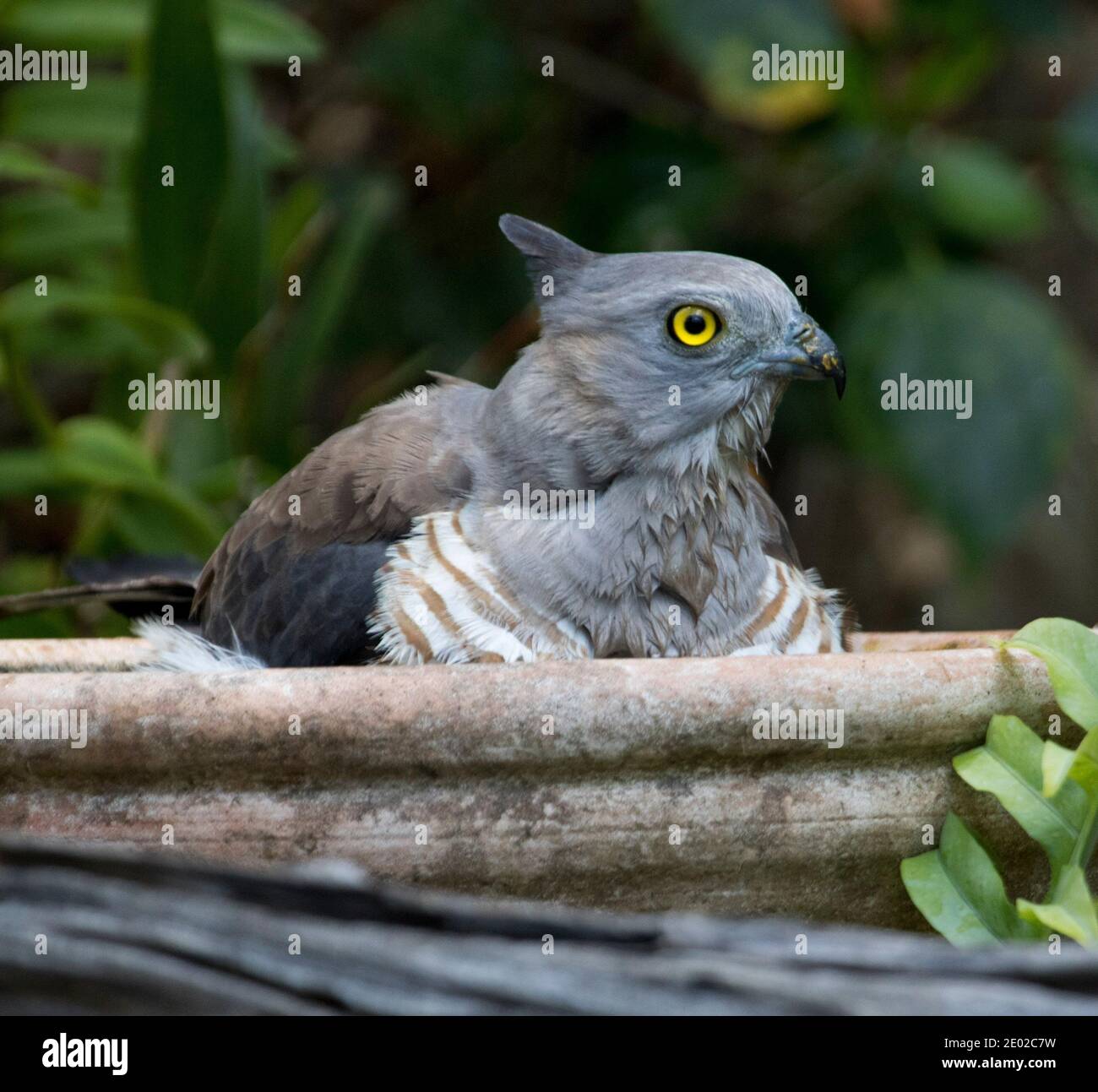 Pacific Baza / Crested Hawk, Aviceda subcristata, in cool water of ...