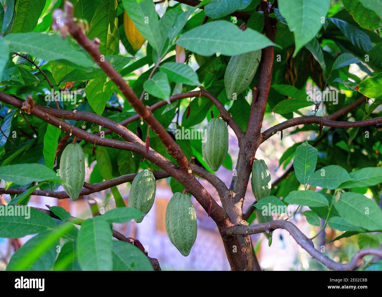 Young green cocoa pods hanging on branches of a cocoa tree waiting to ...