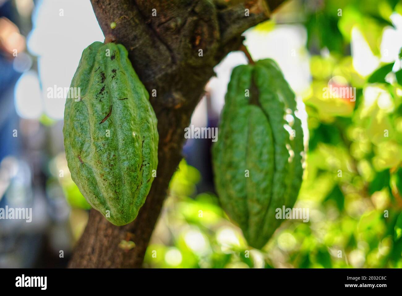 Cocoa seed pods hi-res stock photography and images - Alamy