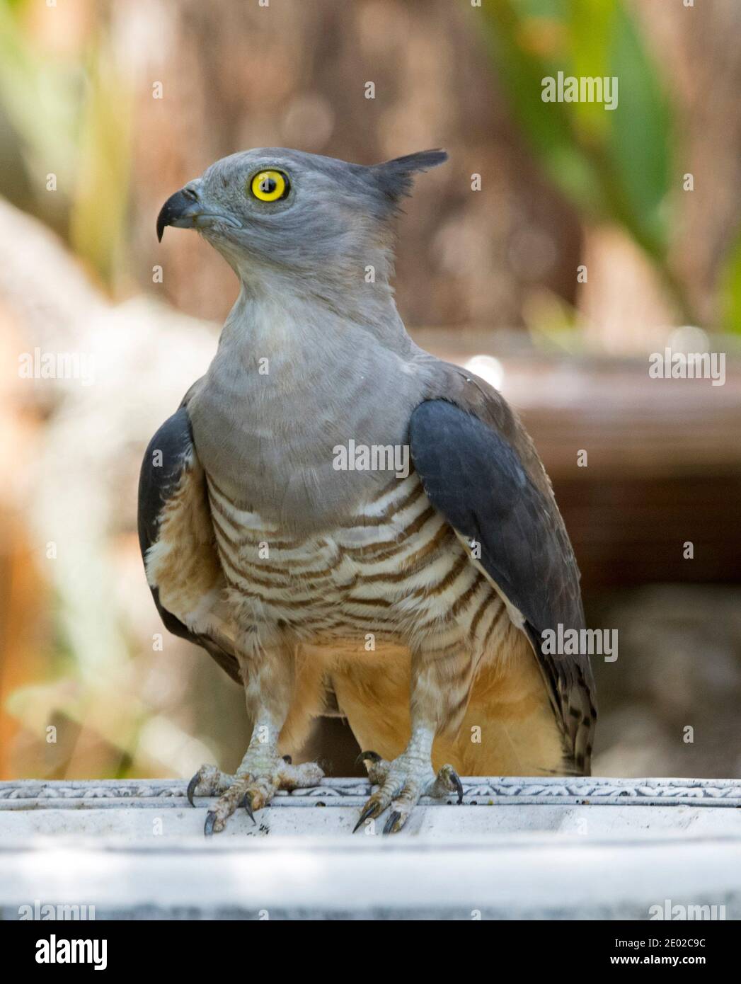 Pacific Baza / Crested Hawk, Aviceda subcristata, standing on edge of ...