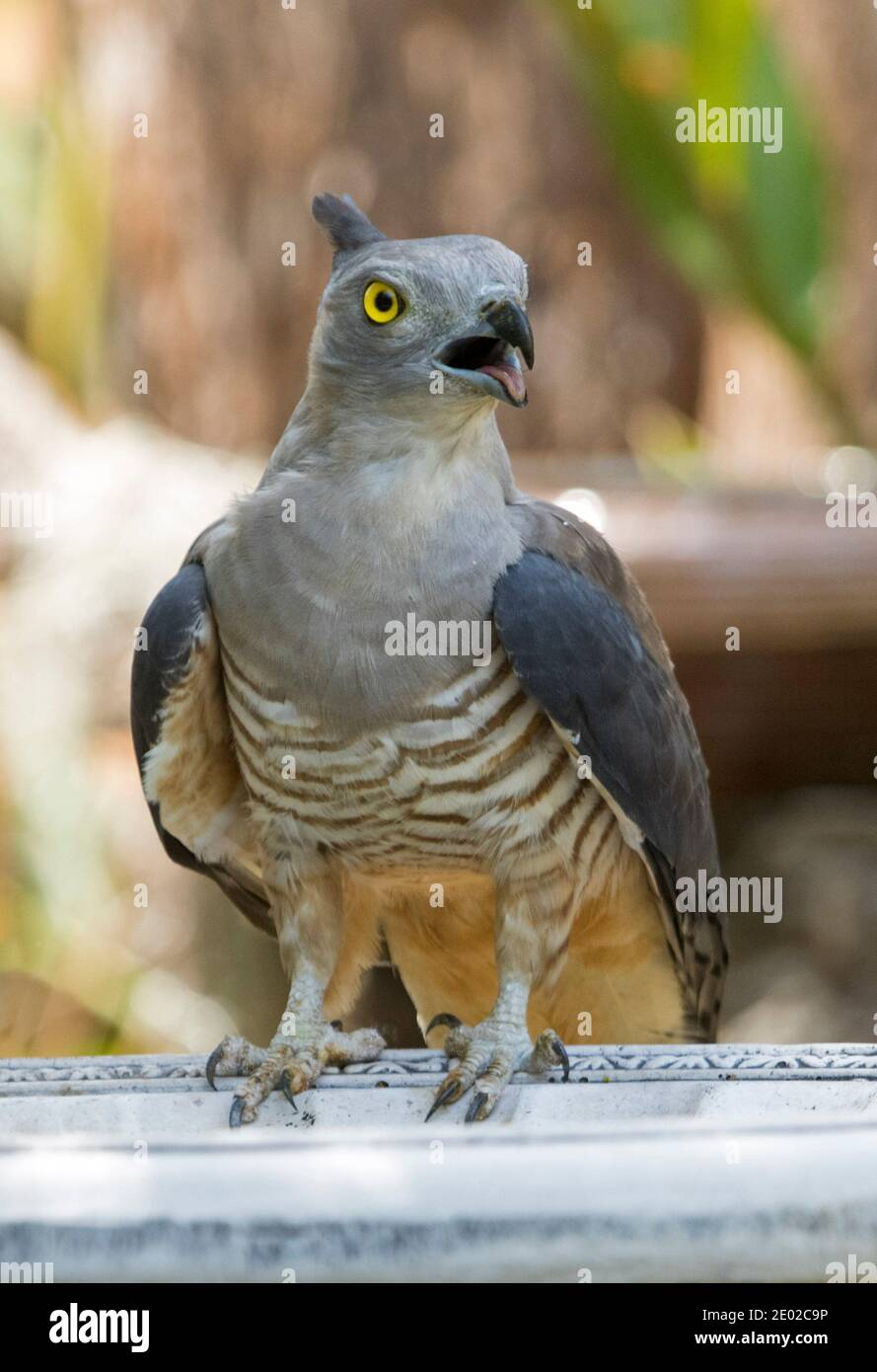 Bill hawks hi-res stock photography and images - Alamy