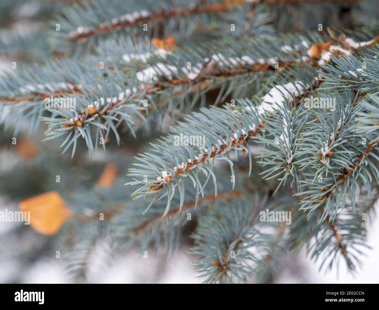 Snow-covered branches of blue spruce with needles in the sunset light ...