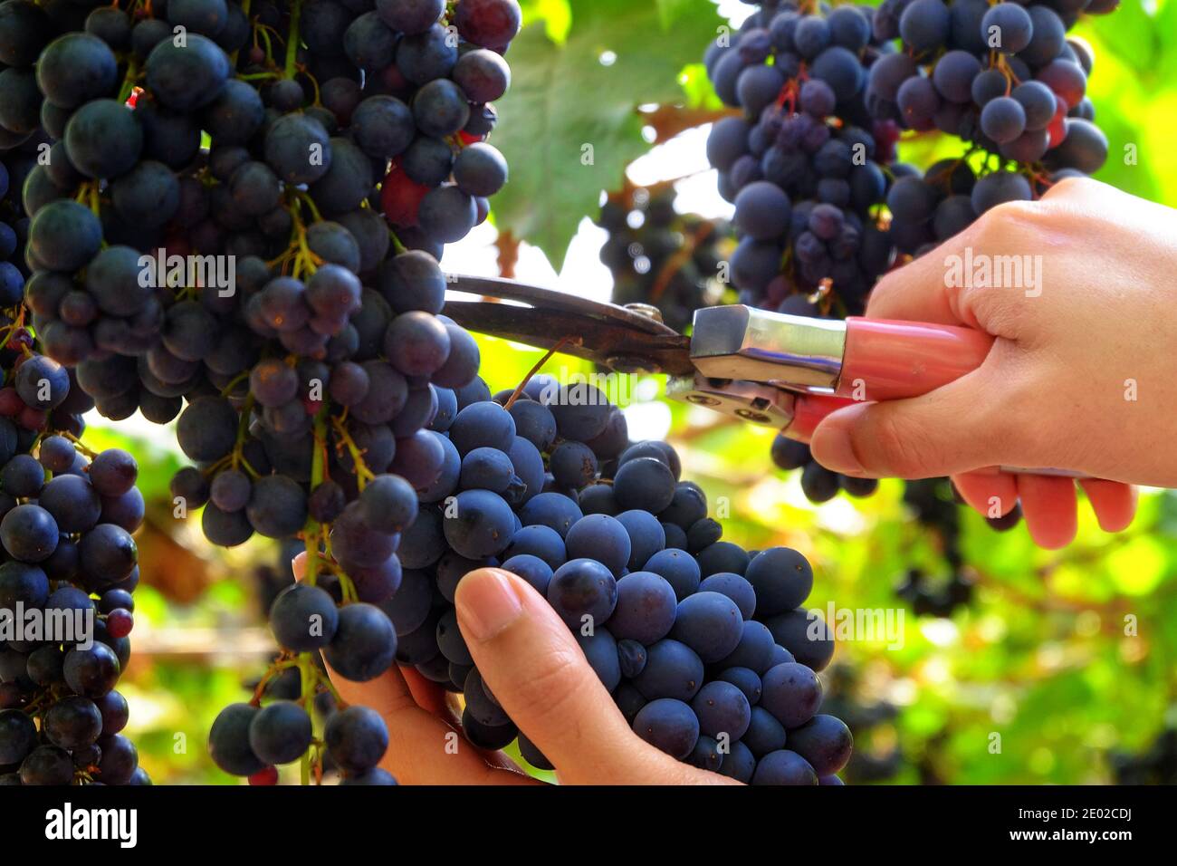 A close up picture of a hand with scissors cutting a bunch of grapes at a vineyard in the ...