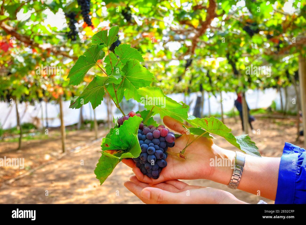 Grape vine harvester hi-res stock photography and images - Alamy