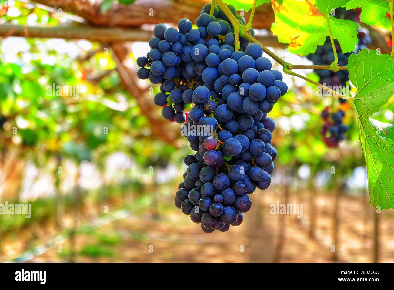 Vino colored hi-res stock photography and images - Alamy