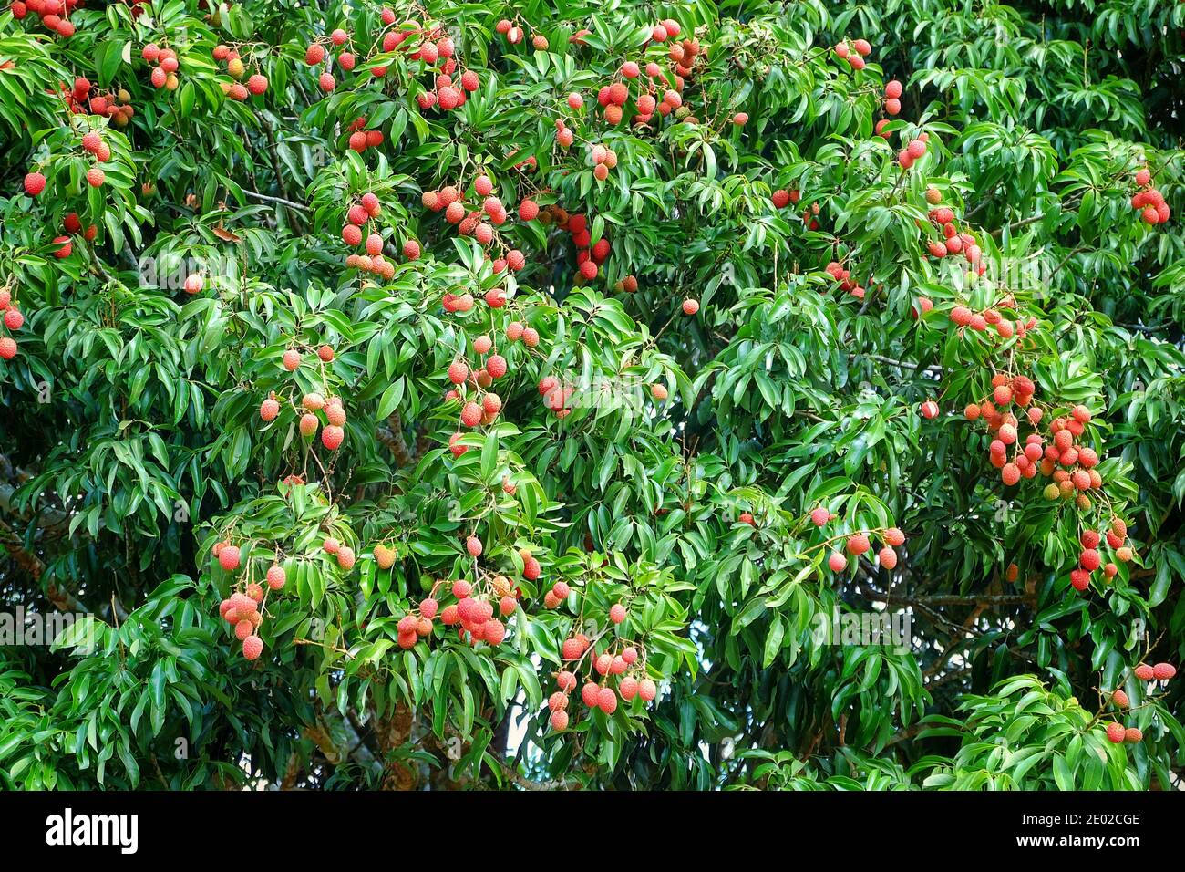 Lychee (lechee, leechee, litchee) tree with ripe red fruits ready to be ...