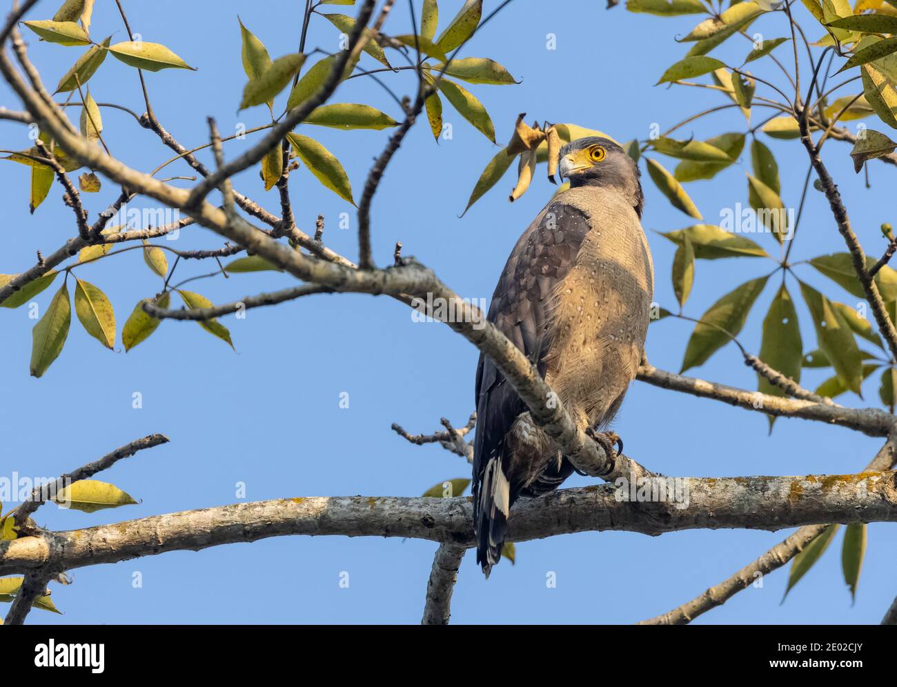 Portrait of Crested Serpent Eagle (Spilornis cheela) perched on tree ...