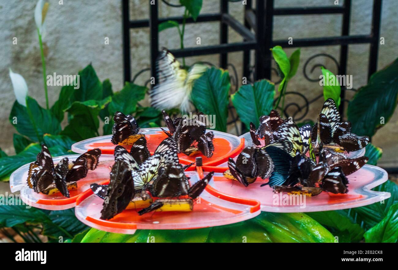 Group of colorful butterflies in the garden Stock Photo - Alamy