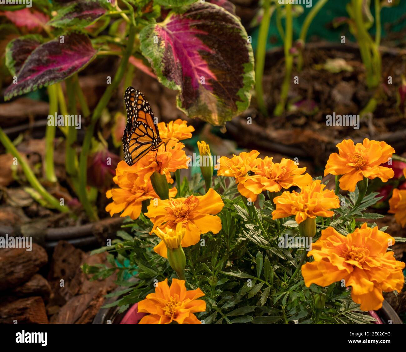 Monarch butterfly resting on the flower Stock Photo - Alamy