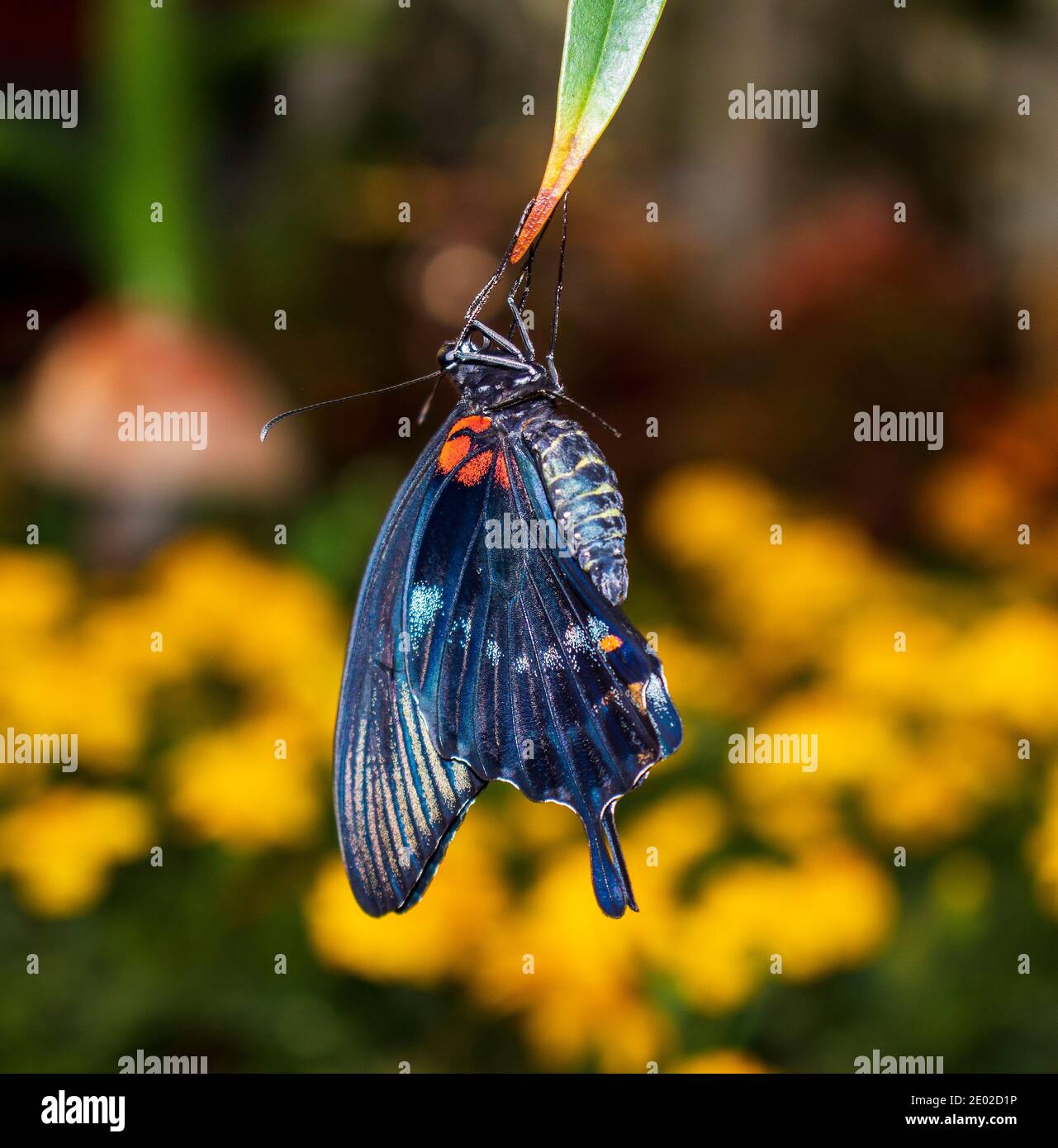 Swallowtail butterfly resting on the flower Stock Photo - Alamy