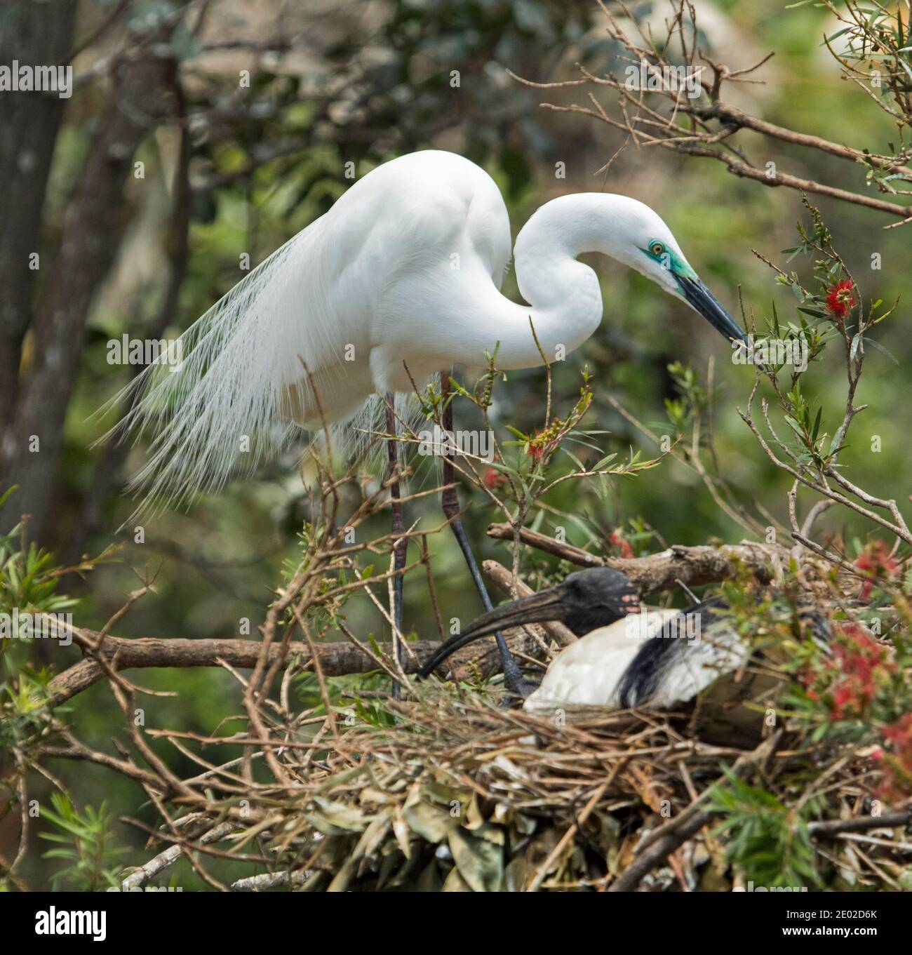 Australian intermediate egrets hi-res stock photography and images - Alamy