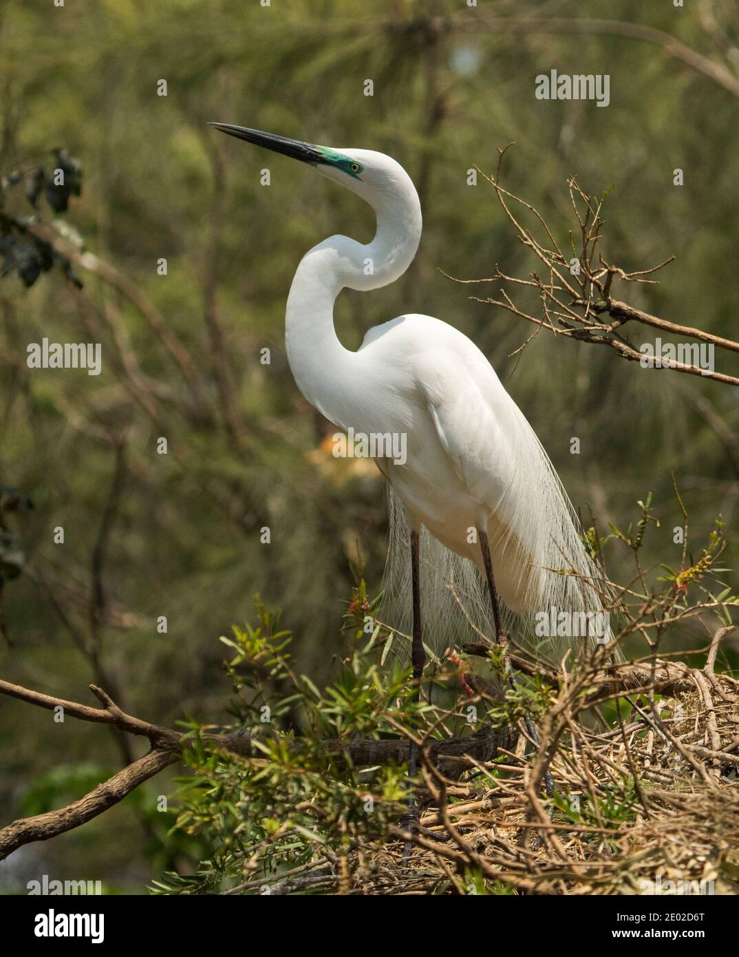 Plumed / intermediate egret, Ardea intermedia, with elegant white lacy ...