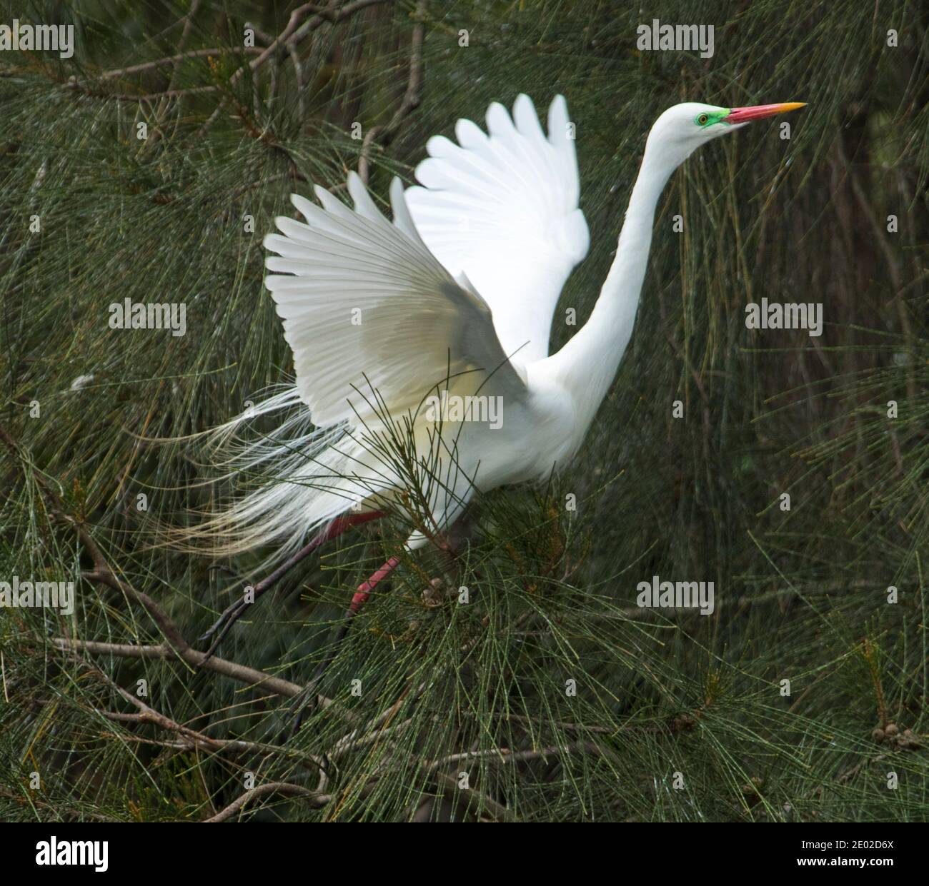Plumed / intermediate egret, Ardea intermedia, with elegant white lacy ...