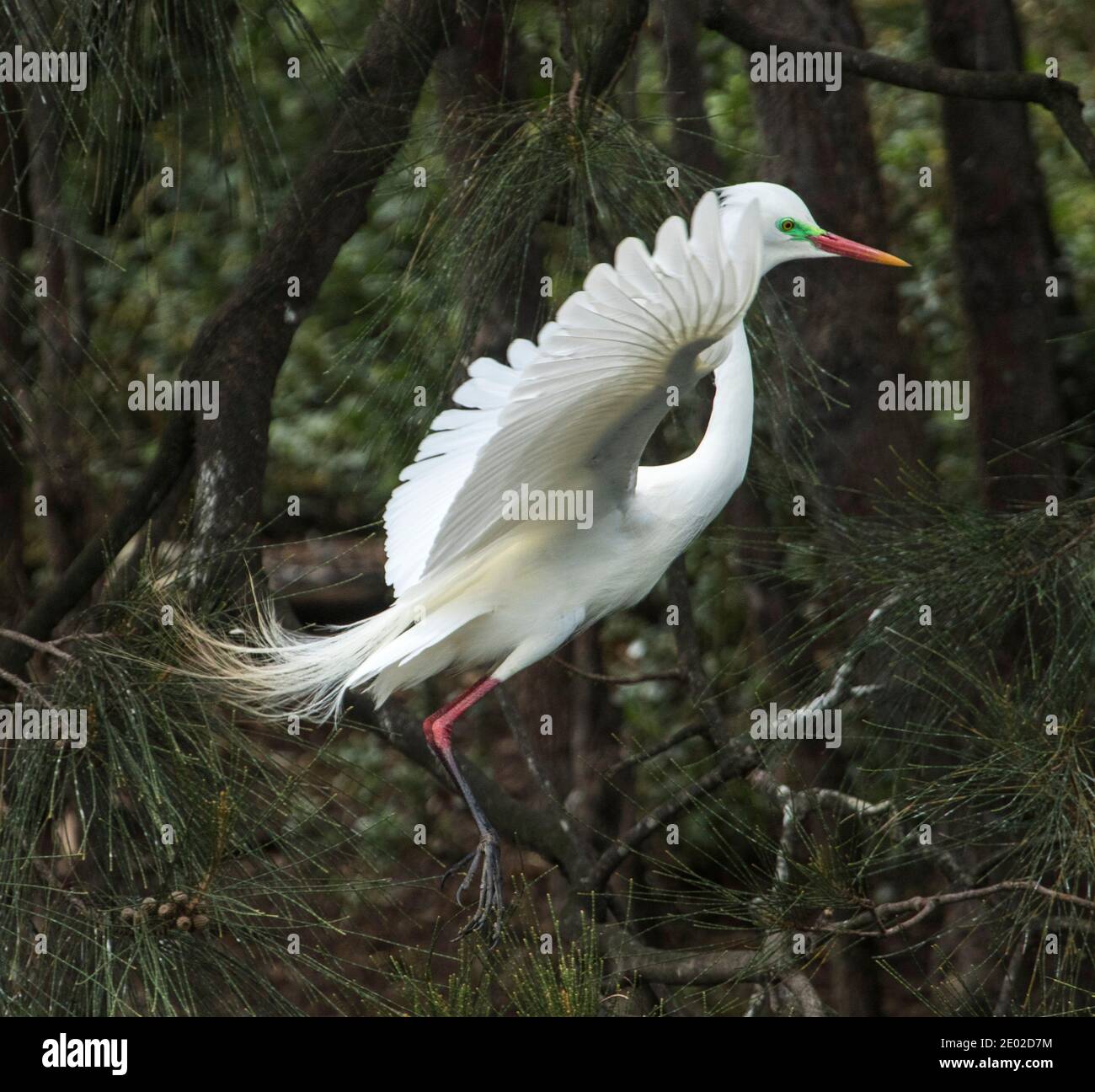 Australian intermediate egrets hi-res stock photography and images - Alamy