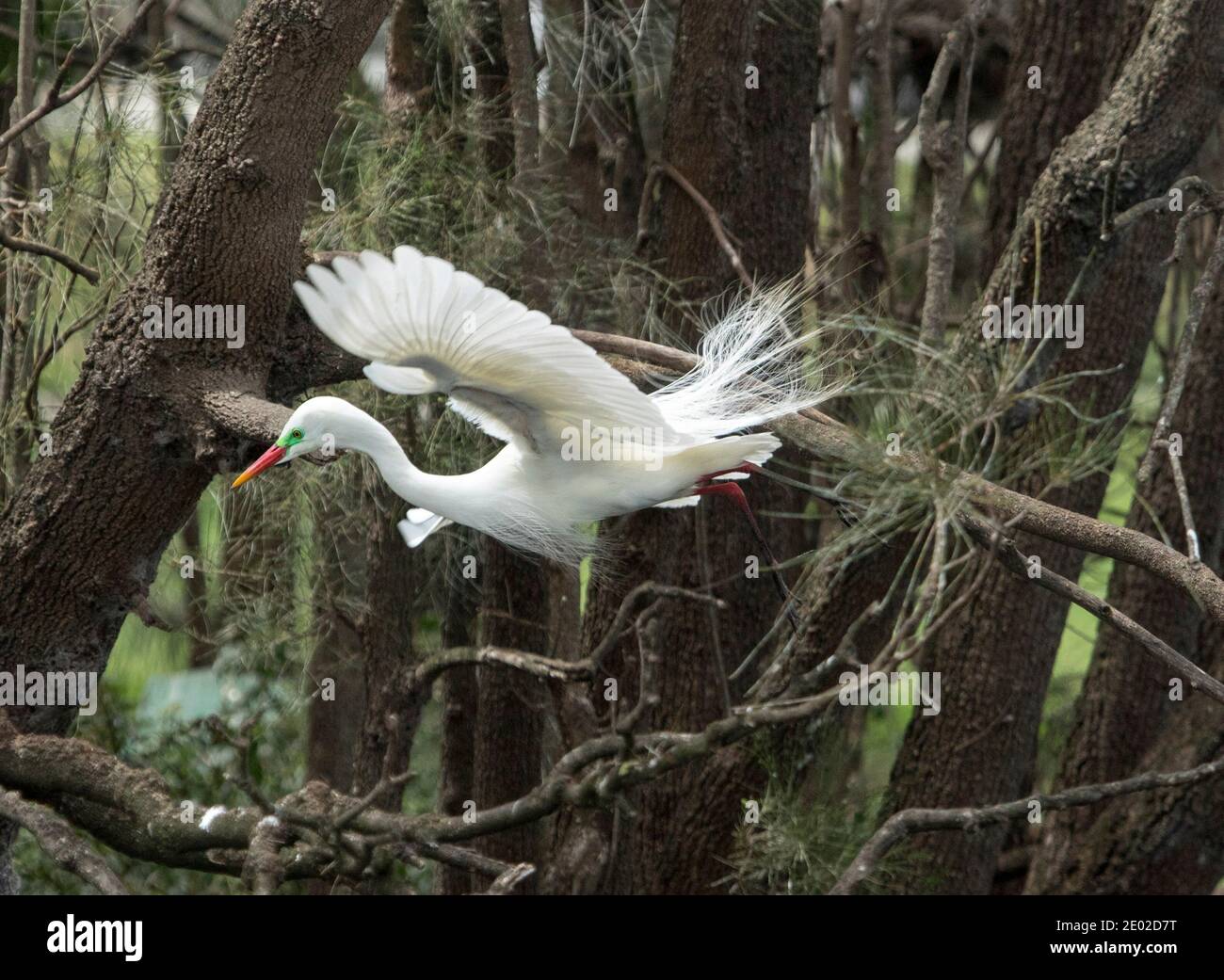Plumed / intermediate egret, Ardea intermedia, with elegant white lacy ...