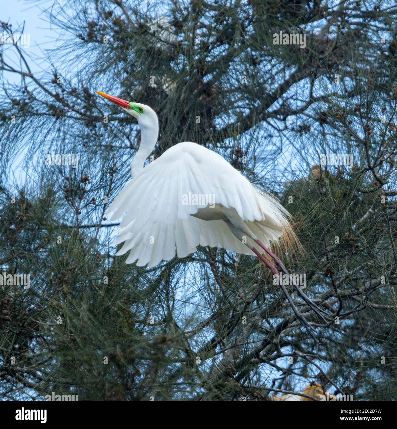 Australian intermediate egrets hi-res stock photography and images - Alamy