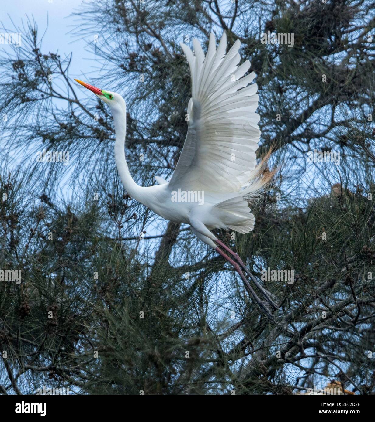 Australian intermediate egrets hi-res stock photography and images - Alamy