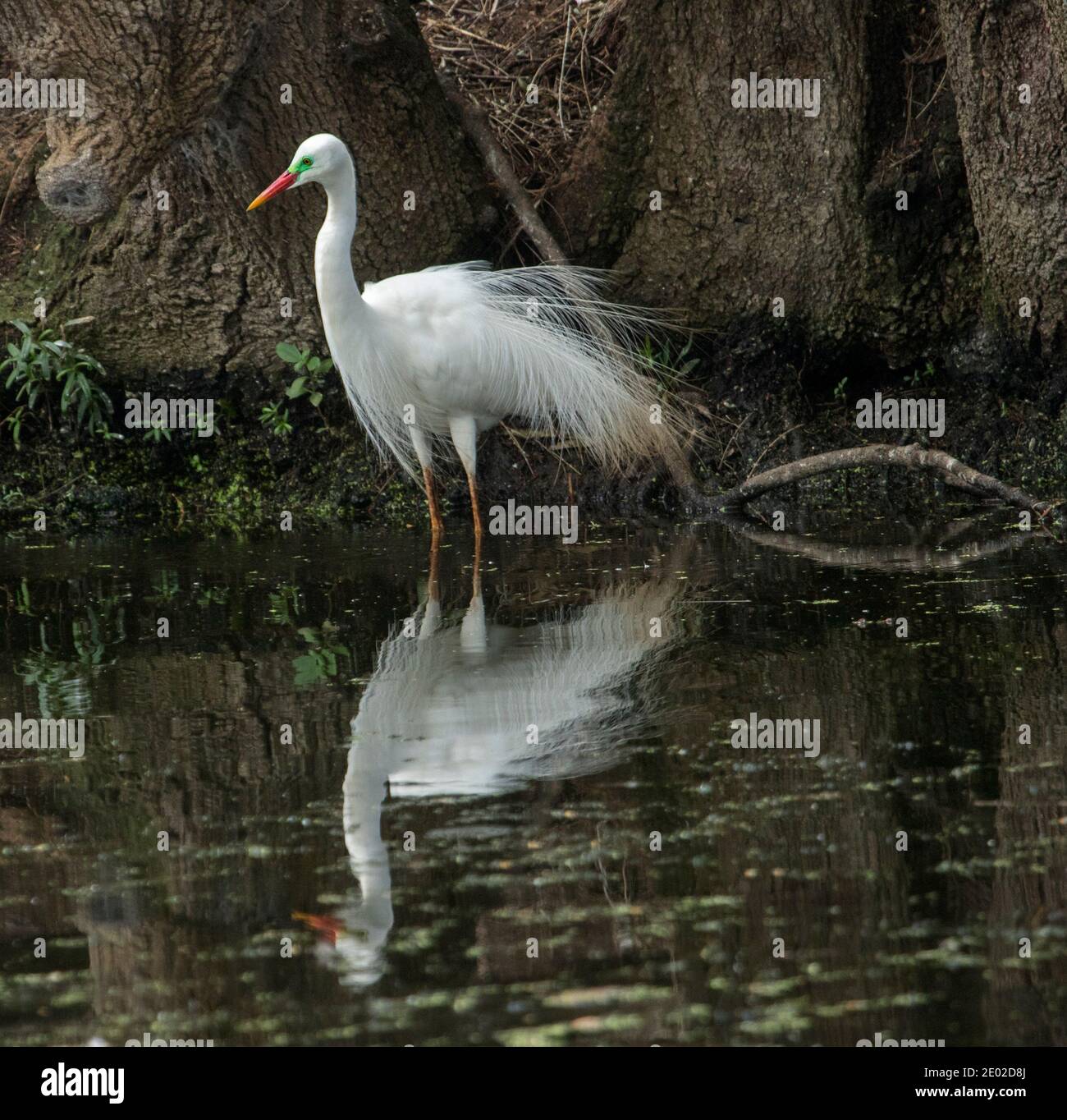 Queensland intermediate egrets hi-res stock photography and images - Alamy
