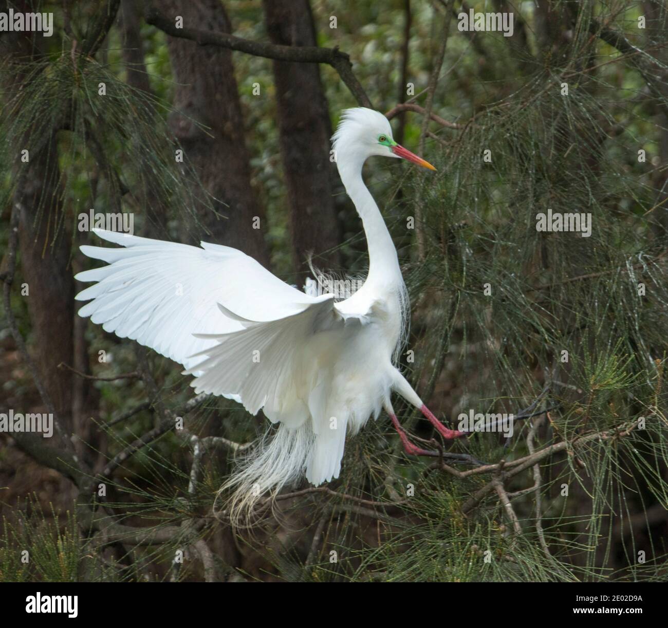 Plumed / intermediate egret, Ardea intermedia, with elegant white lacy ...