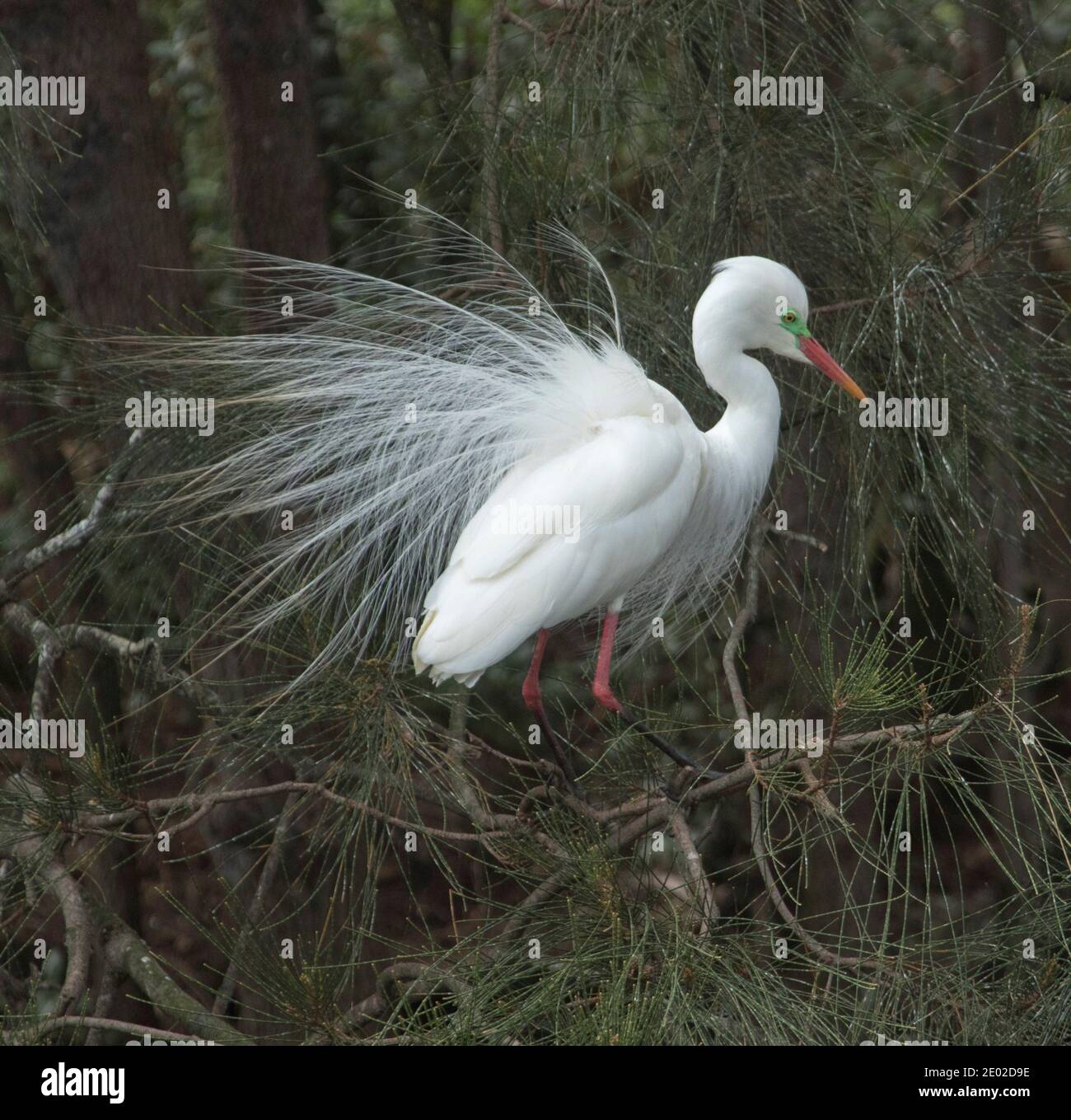Plumed / intermediate egret, Ardea intermedia, with elegant white lacy ...