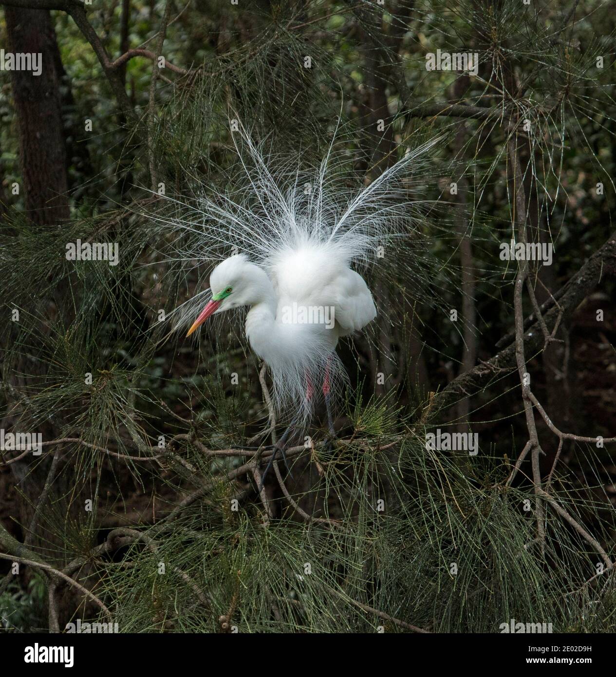 Australian intermediate egrets hi-res stock photography and images - Alamy