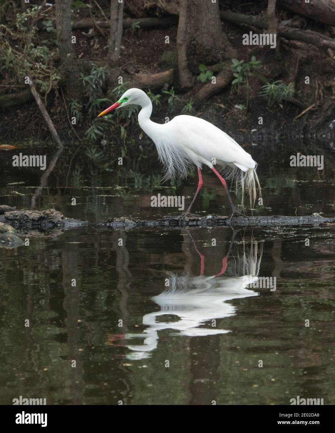 Plumed / intermediate egret, Ardea intermedia, with white lacy breeding ...