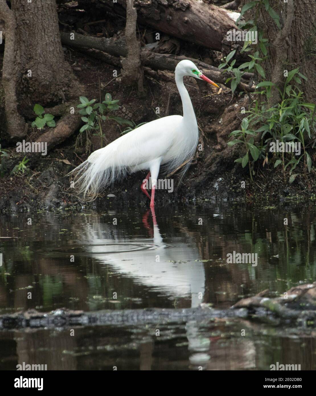 Queensland intermediate egrets hi-res stock photography and images - Alamy