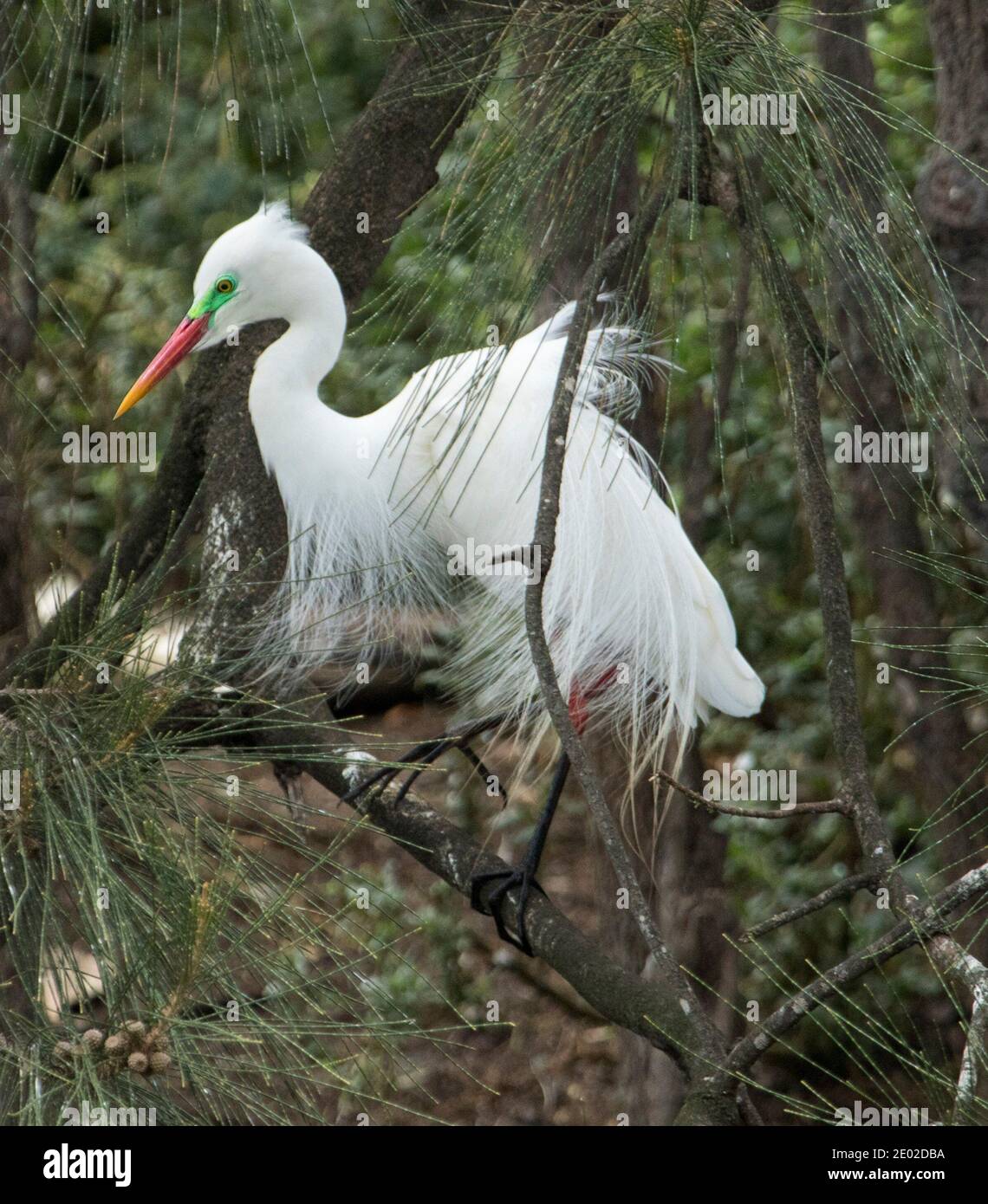 Australian intermediate egrets hi-res stock photography and images - Alamy