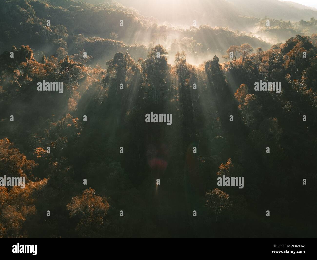 Morning light in the forest from above Stock Photo - Alamy