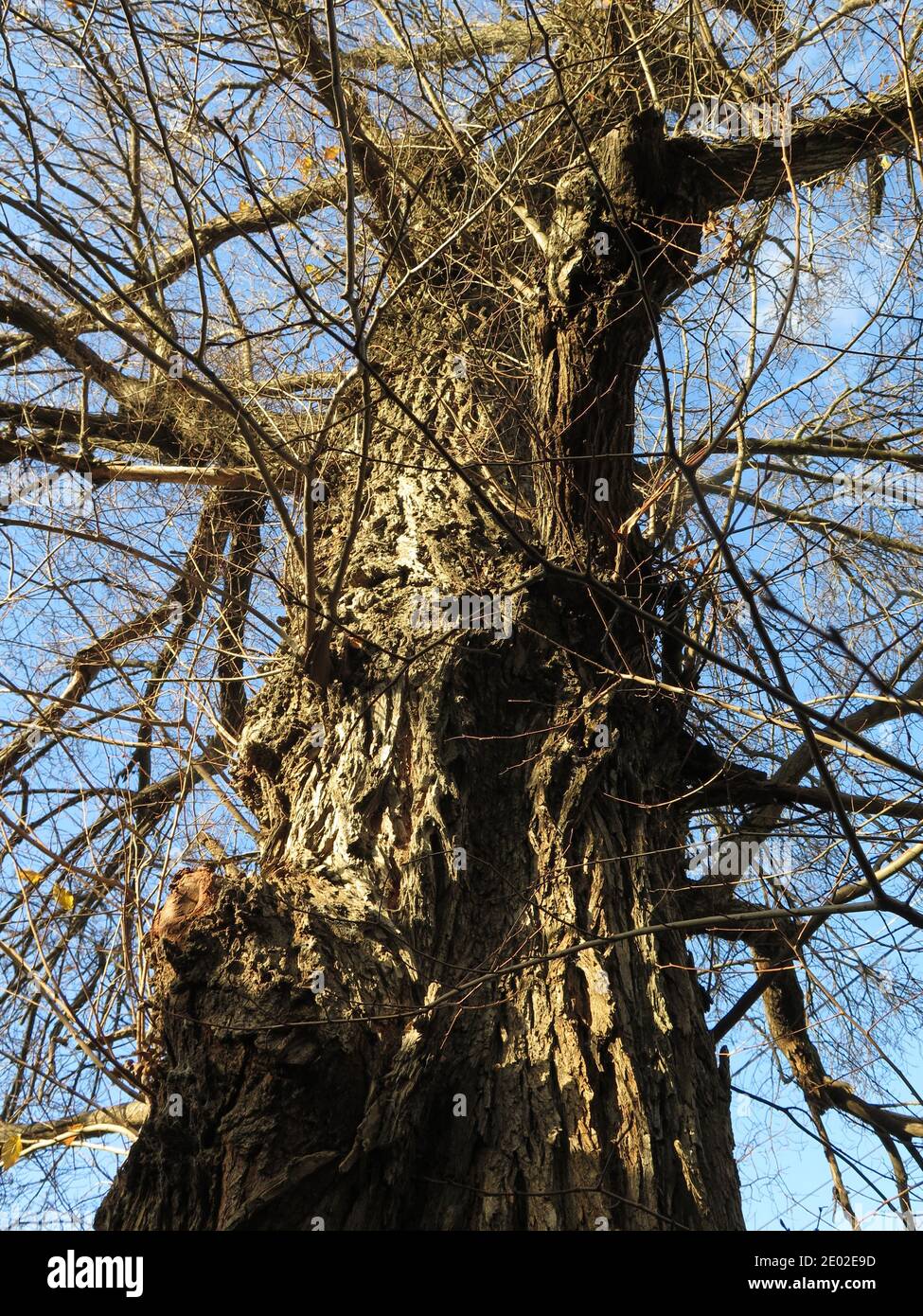 Tall Tree with rough bark and without leaves Stock Photo - Alamy