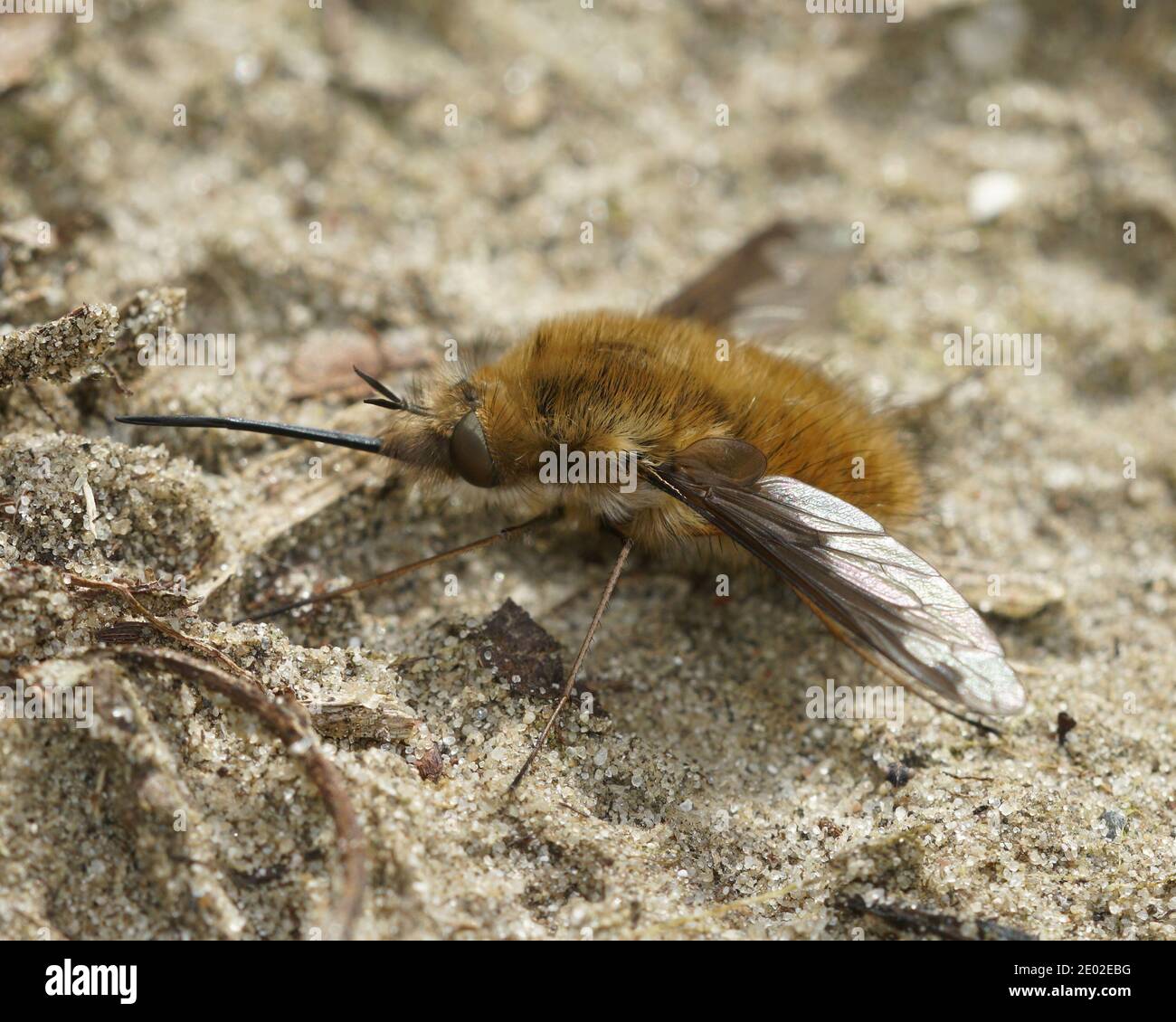 The bizarre looking large bee-fly or the dark-edged bee-fly (Bombylius ...
