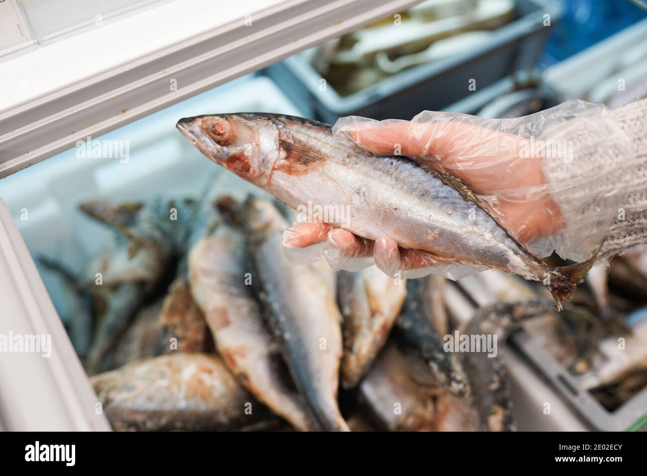 Frozen fish plant hi-res stock photography and images - Alamy
