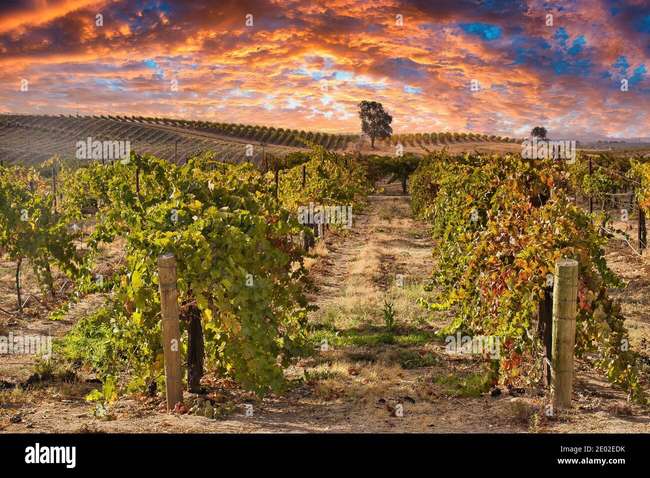 Vineyards and mountains at sunrise hi-res stock photography and images ...