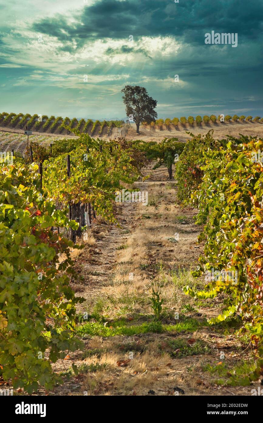 Vineyard wine trees california hi-res stock photography and images - Alamy