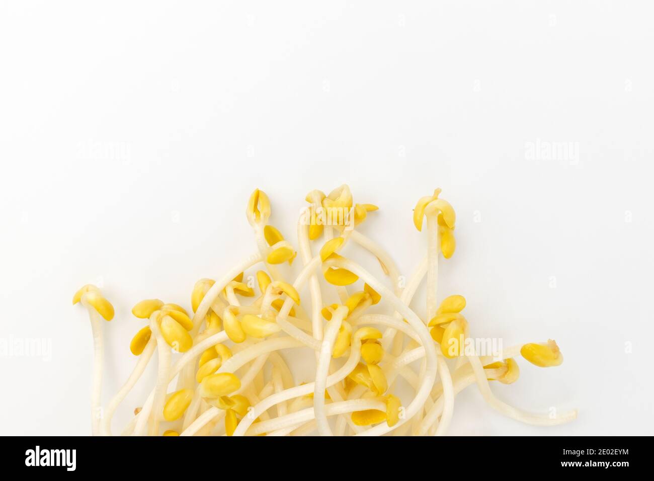 Yellow sprouts on white background Stock Photo - Alamy