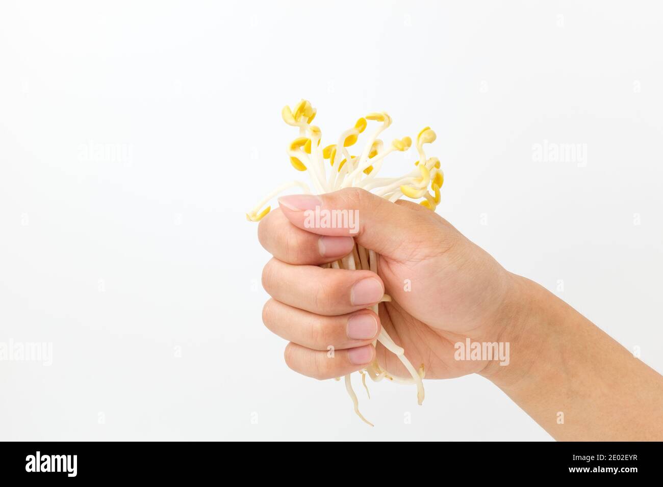 Yellow sprouts on white background Stock Photo - Alamy
