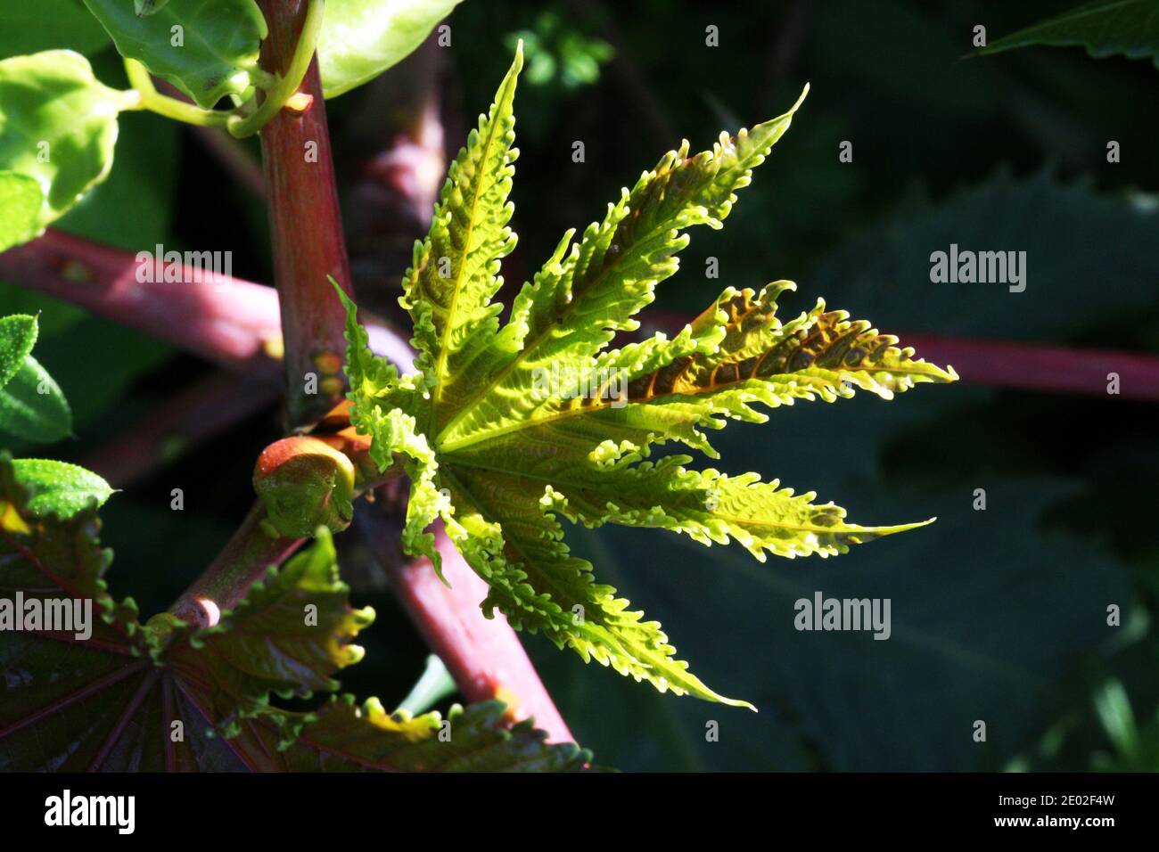 Rizinus plant hi-res stock photography and images - Alamy