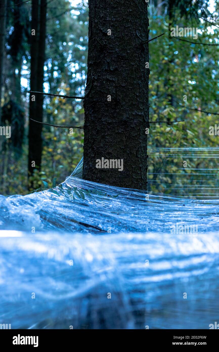 Plastic wrap on trees in the forest Stock Photo - Alamy