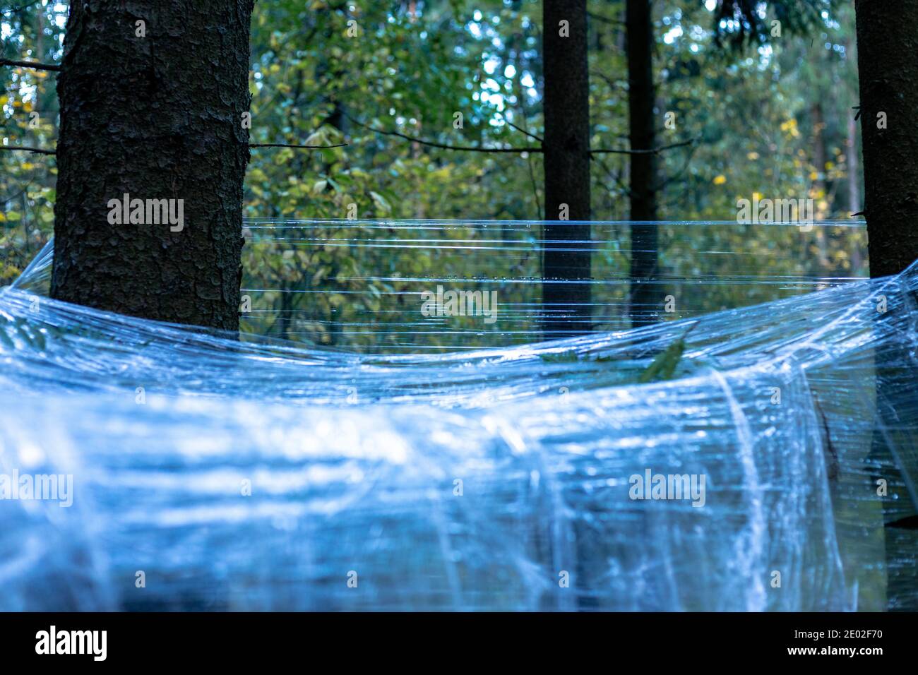 Plastic wrap on trees in the forest Stock Photo - Alamy