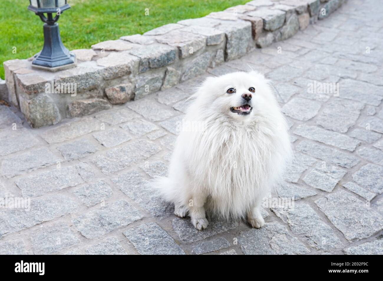 white spitz dog on green nature background, copy space Stock Photo - Alamy
