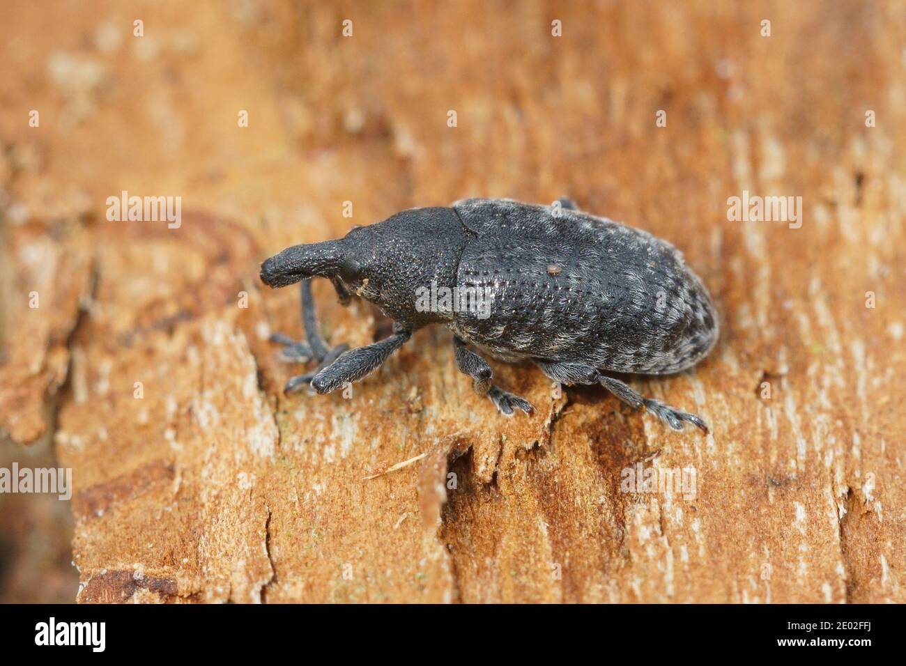 An overwintering Canada thistle bud weevil ( Larinus planus ) hides in ...