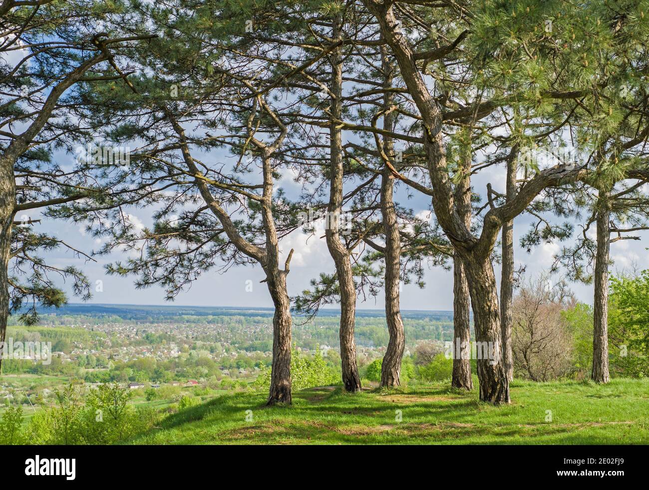 Beautiful summer forest with different trees Stock Photo - Alamy