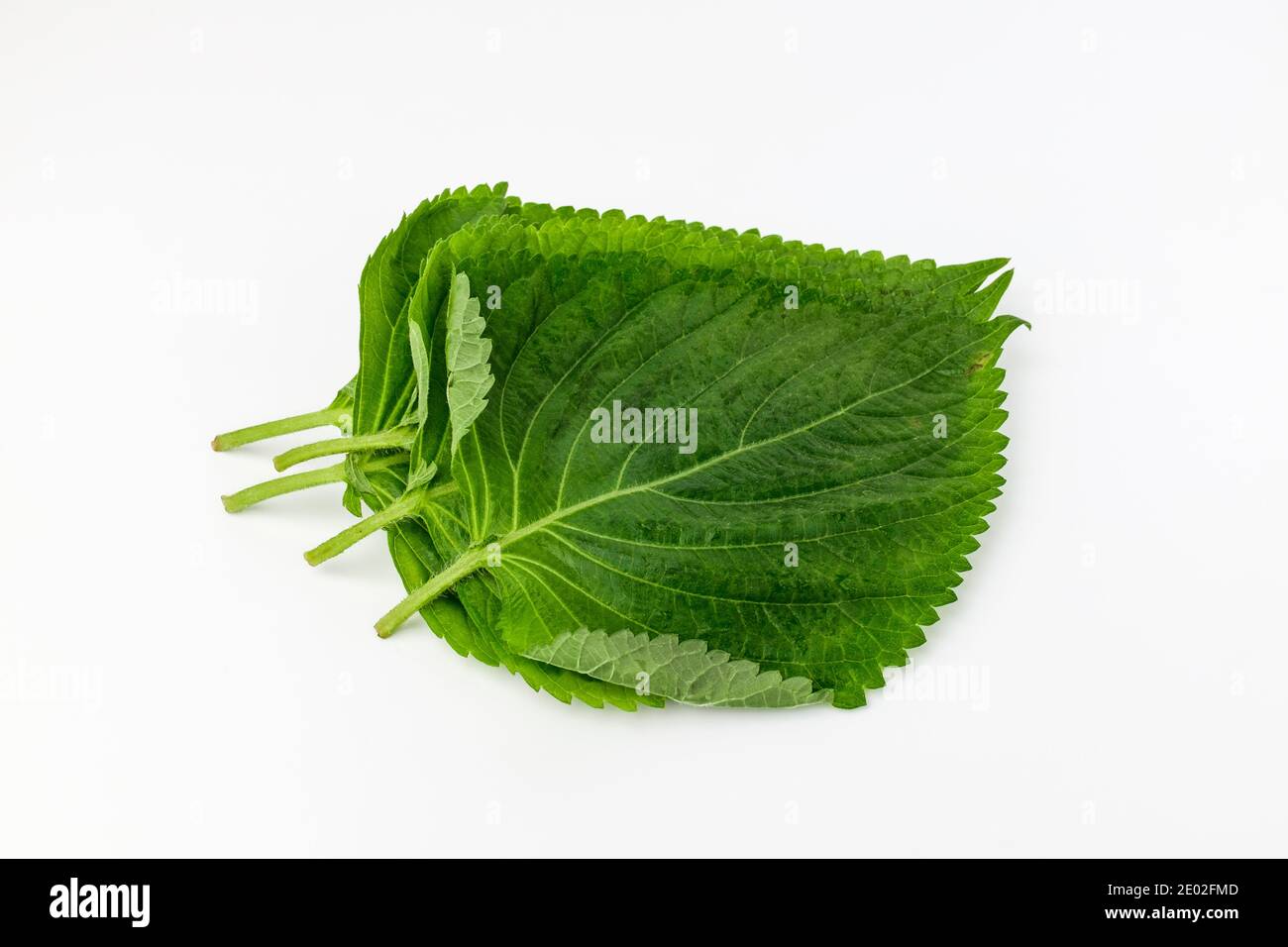 Sesame leaves on white background Stock Photo - Alamy