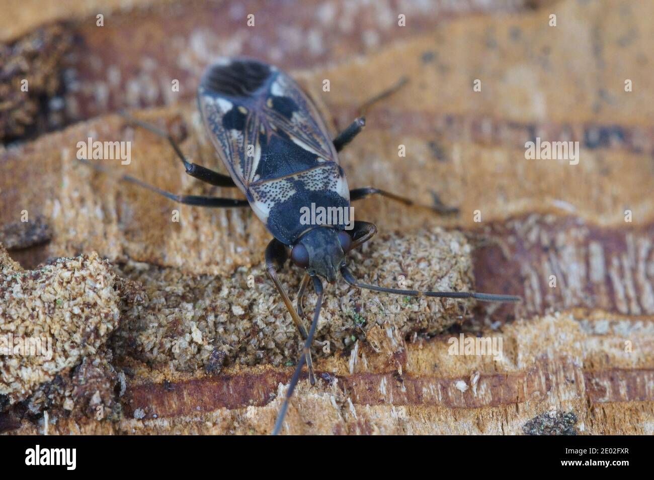 One of the many true bugs , Rhyparochromus vulgaris, overwintering ...