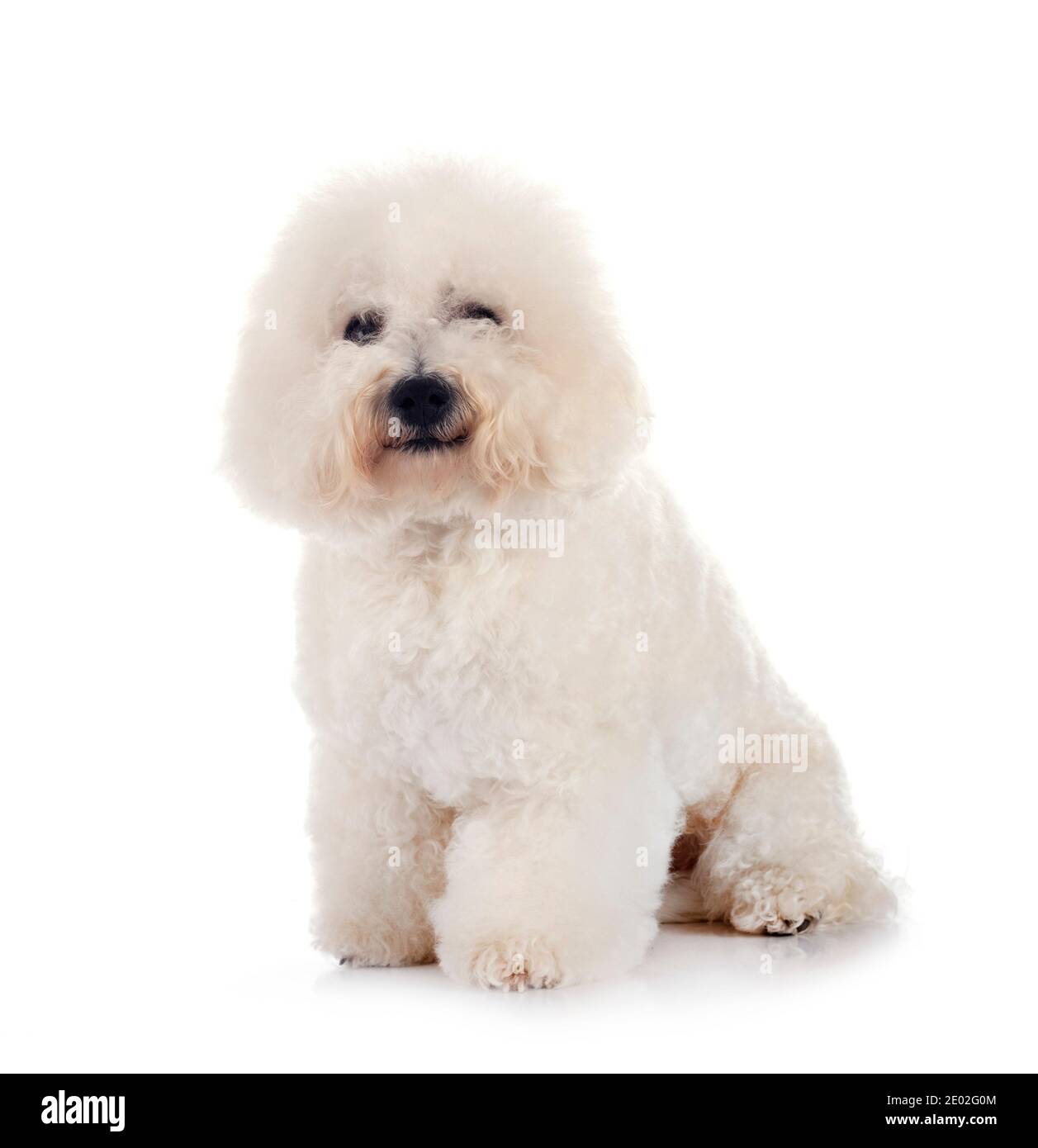 young Bichon Frise in front of white background Stock Photo - Alamy